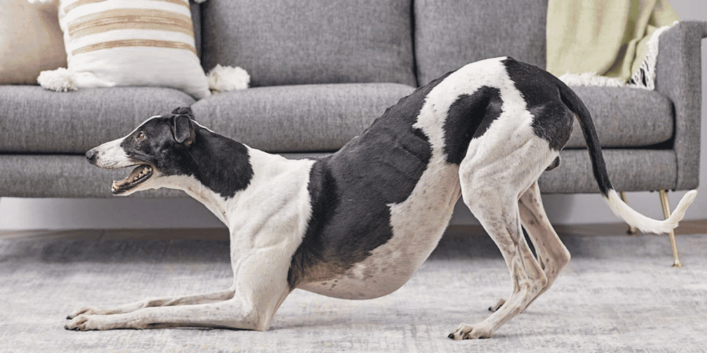 Understanding Your Dog’s Signs