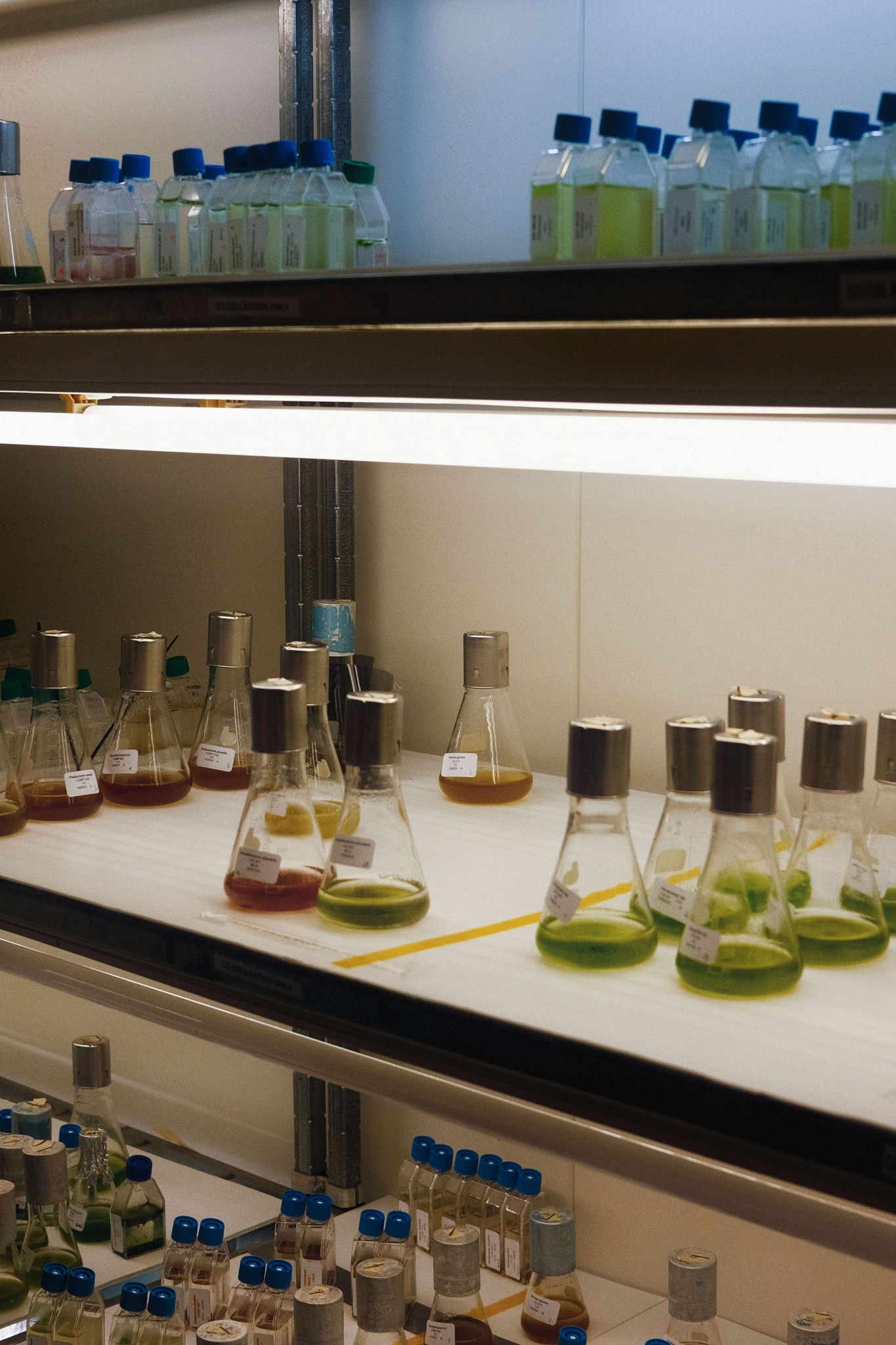 Algenie – Breakthrough algae technology for sustainable production