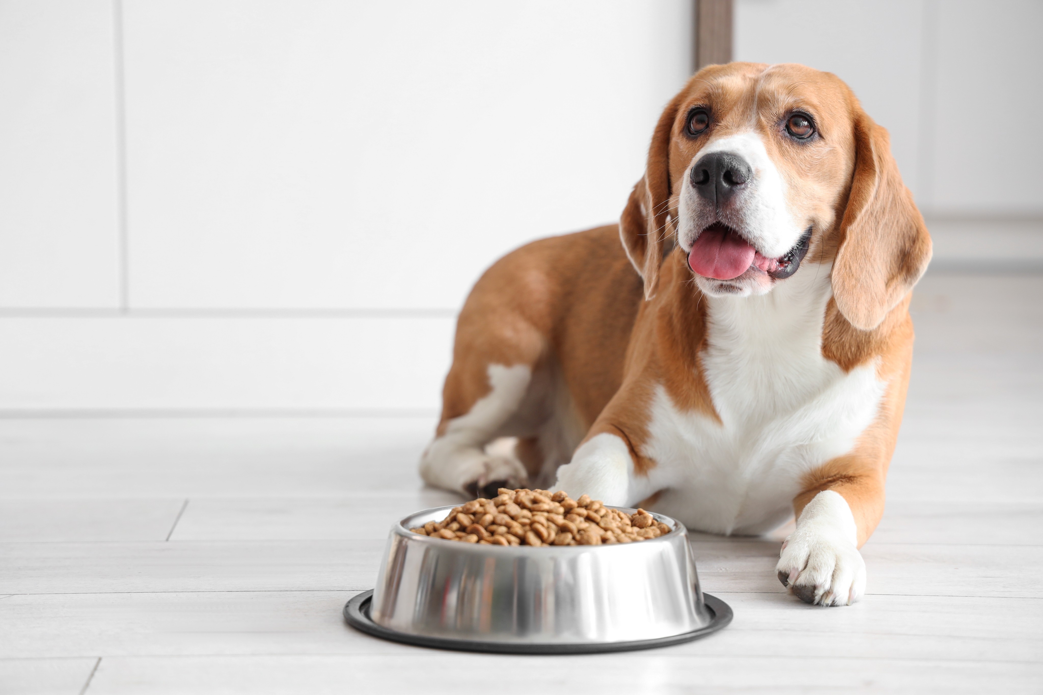 Effective Dog Acid Reflux Treatments: Signs, Causes & Relief