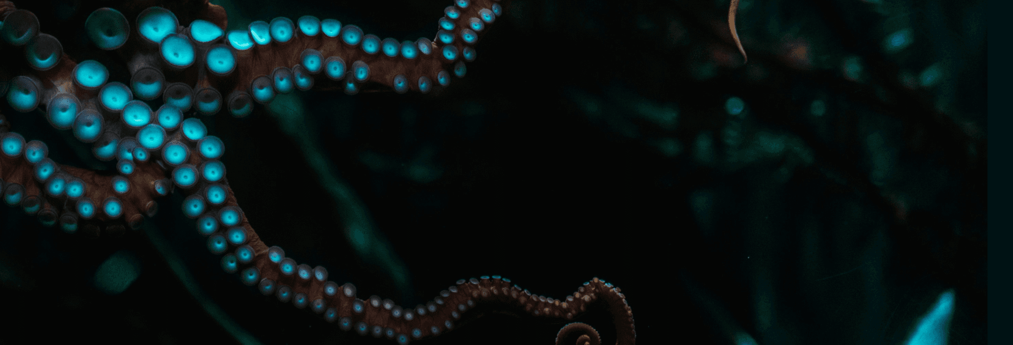 Curious Squid Design Lab