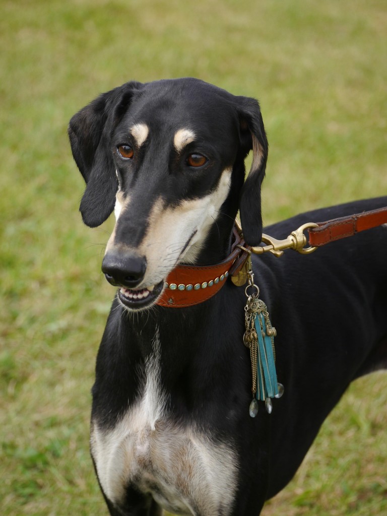 Saluki: The Graceful and Ancient Sighthound