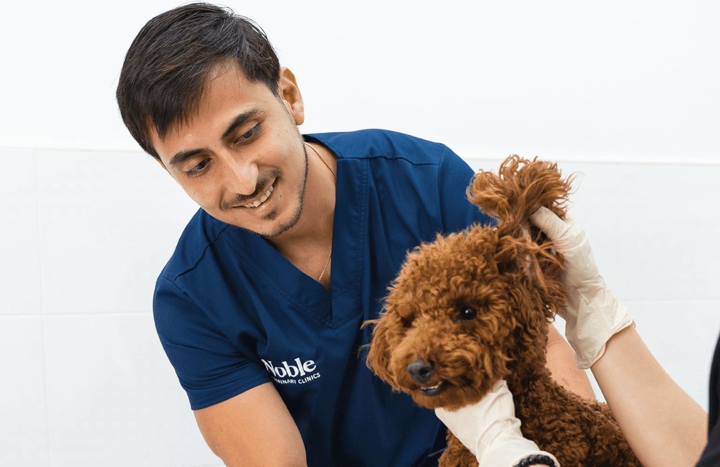 Total Ear Canal Ablation in Dogs: TECA Explained