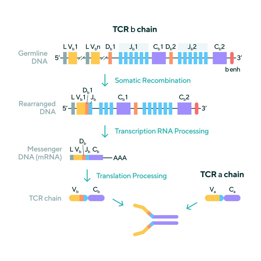 TCR レパトア解析 | イムノジェネテクス (ImmunoGeneTeqs)