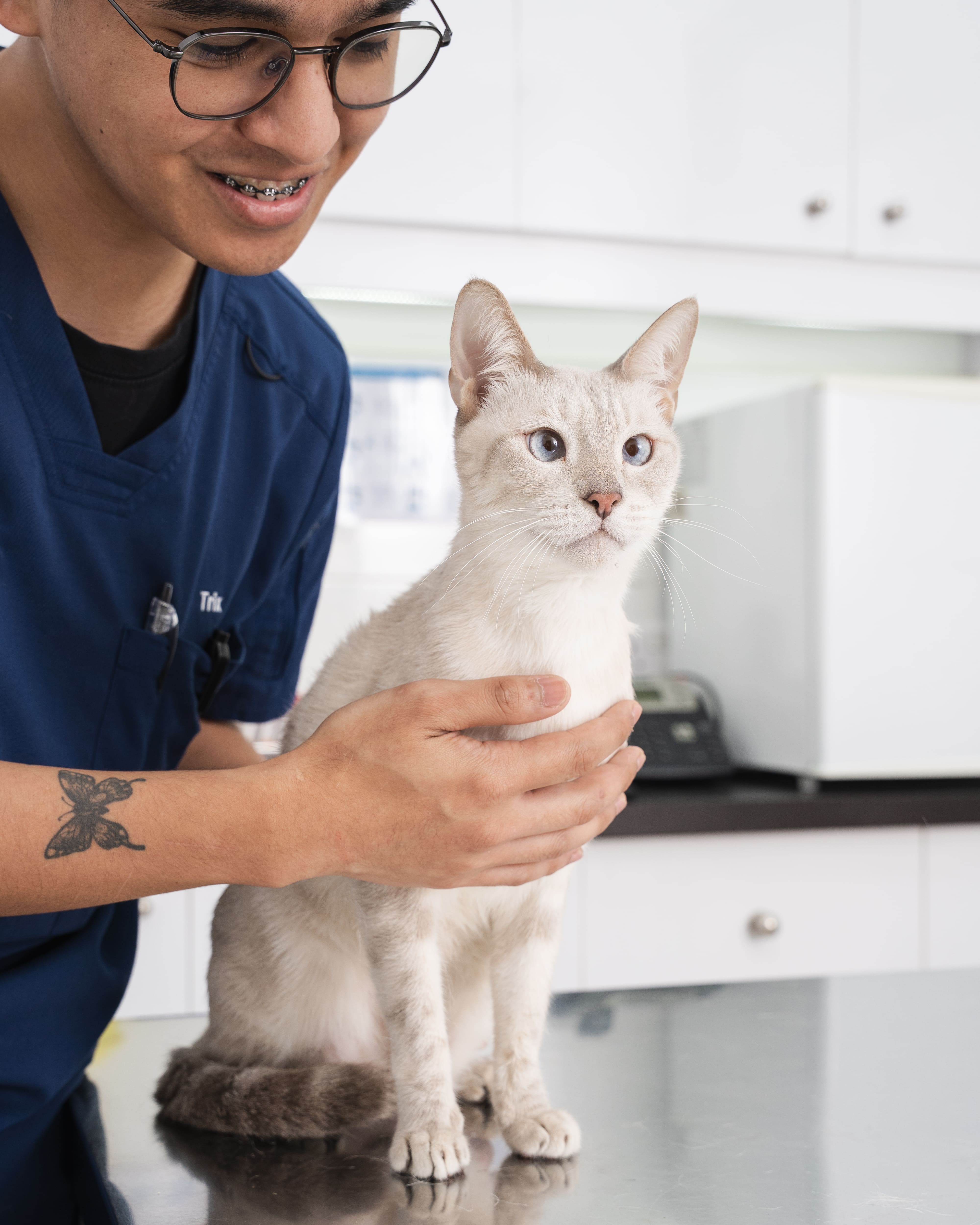 Hip Dysplasia in Cats: Causes, Symptoms, and Treatment