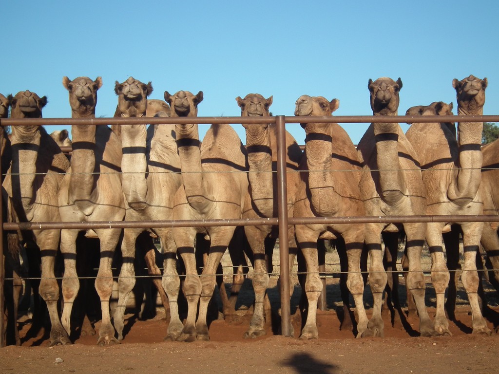 Camel Export Australia - Free Ranged Halal Camel Meat