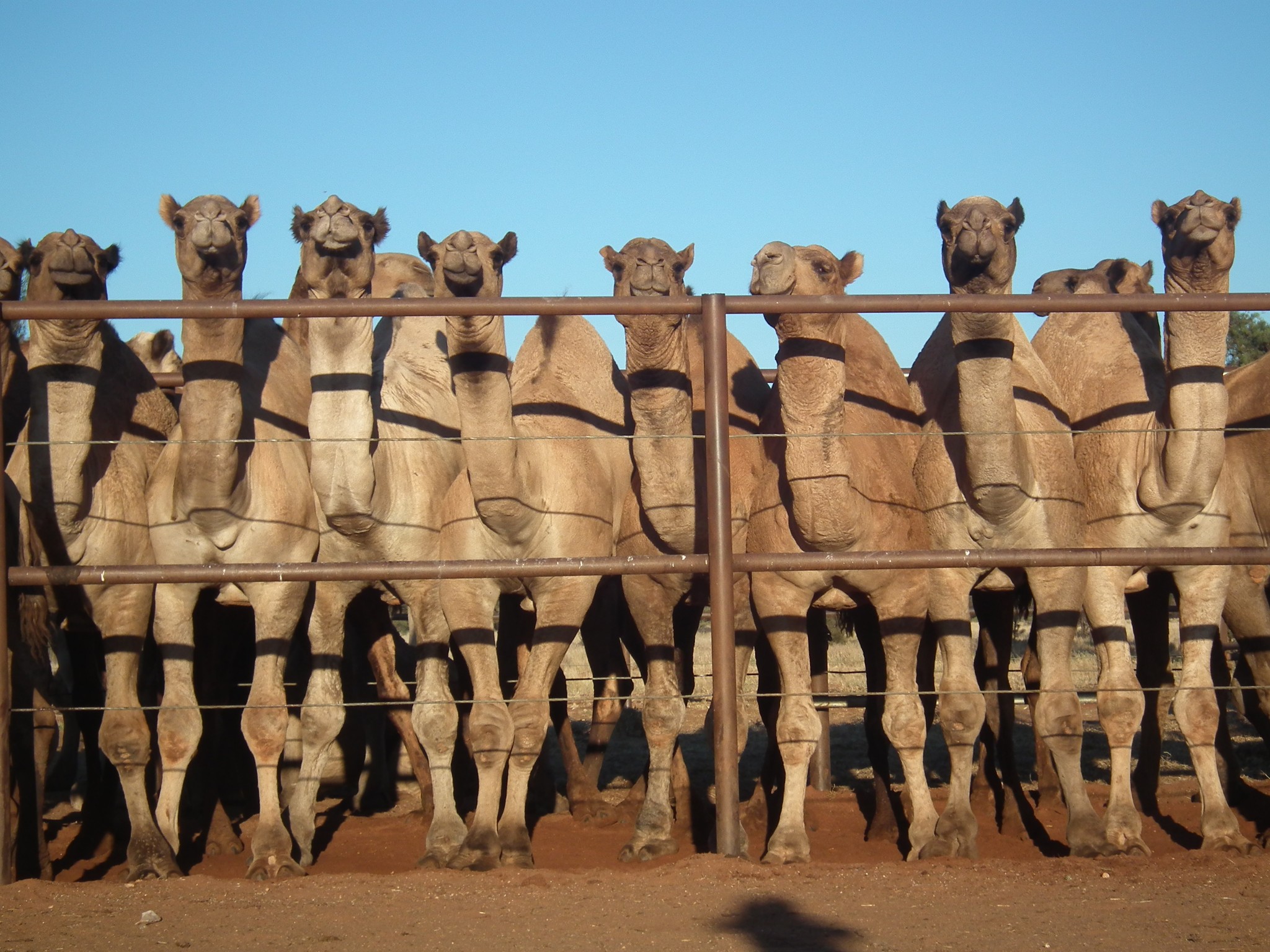 Camel Export Australia - Free Ranged Halal Camel Meat