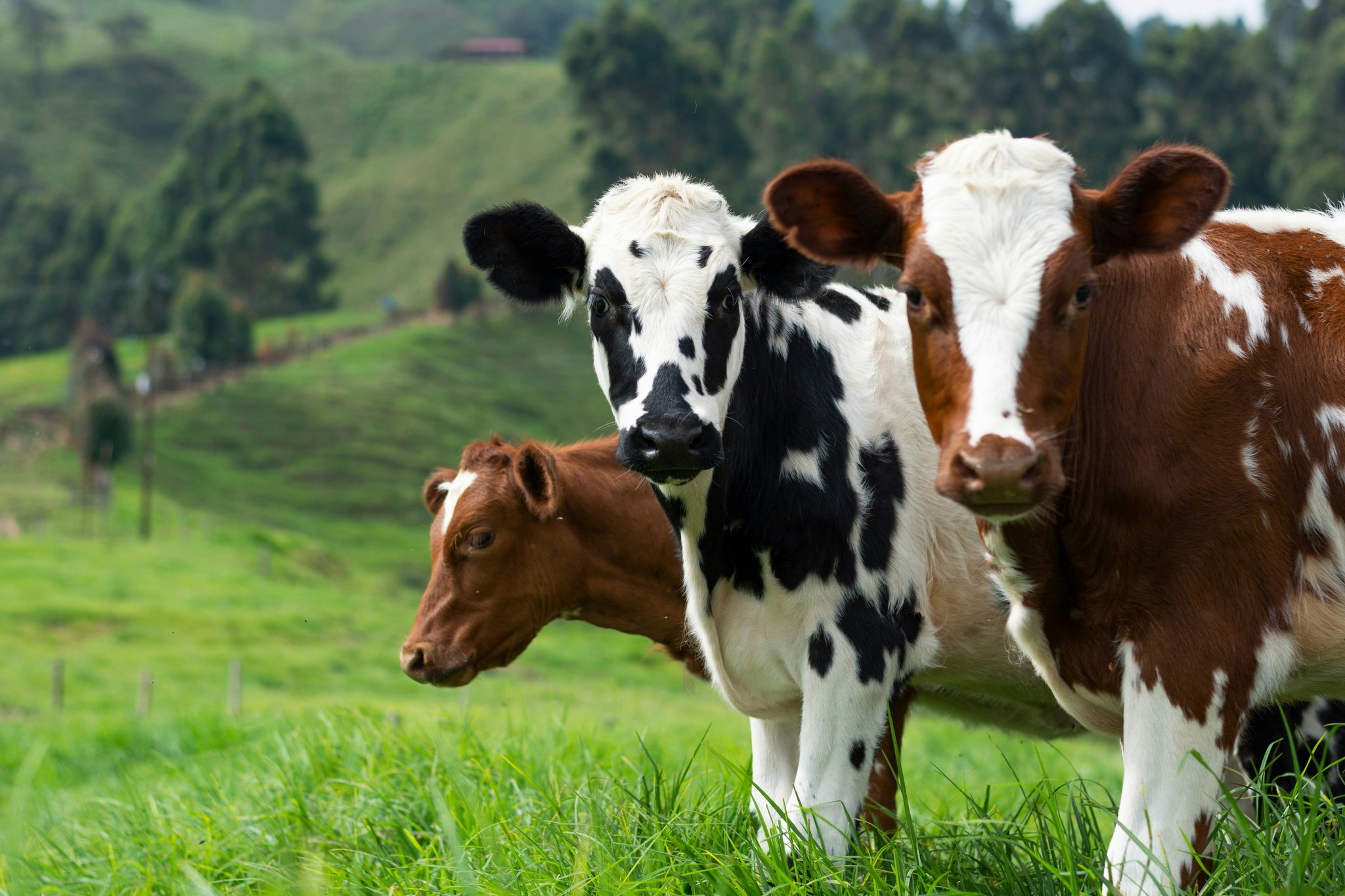 10 Características de la Vaca - Soluciones Inteligentes en Aciete