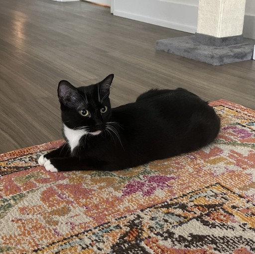 Paws & Appeals | Appeal Denied Pet Insurance Claims