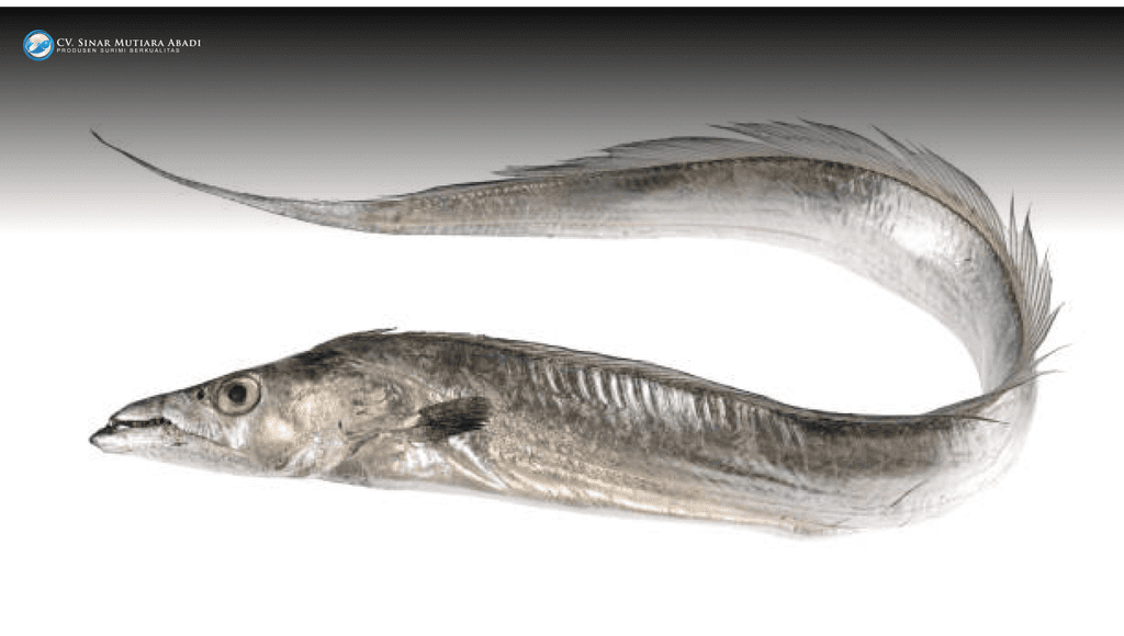 Surimi Fish: Types of fish used in the making of surimi - CV. Sinar ...