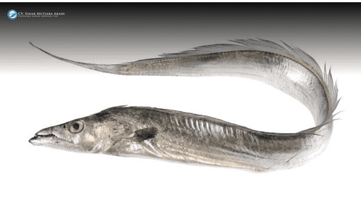 Surimi Fish: Types of fish used in the making of surimi - CV. Sinar ...