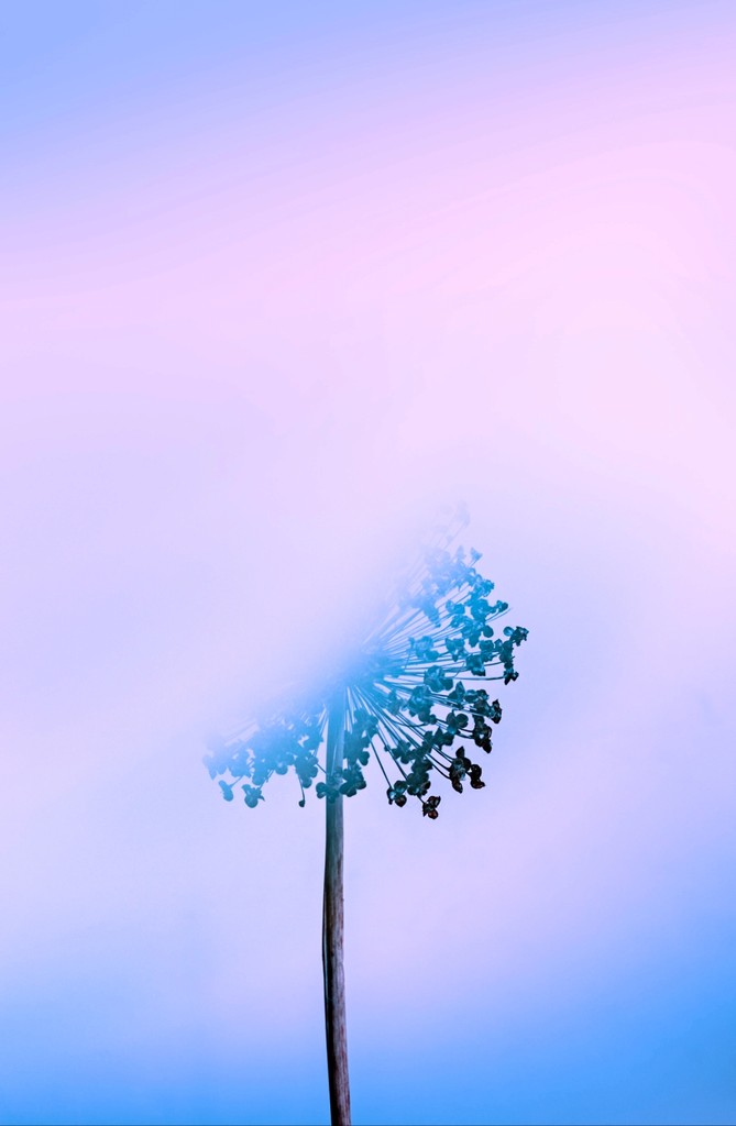 The ISO 27000 Family of Standards