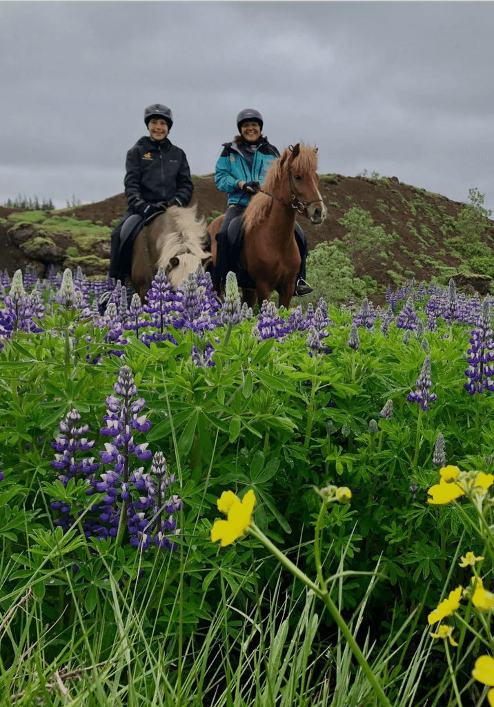Viking Horses | Luxury Icelandic Horse Riding Tours in Reykjavík
