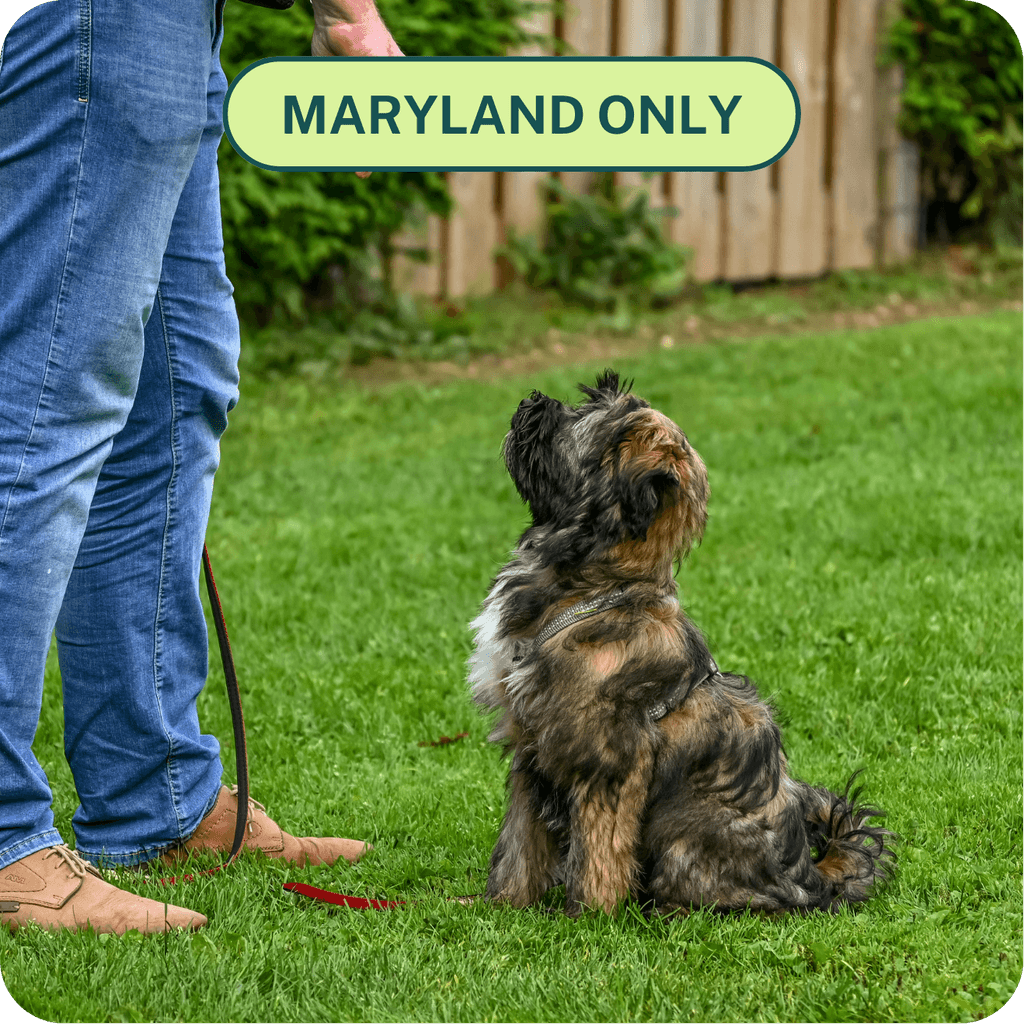 Pup Scouts | Luxury Dog Walking, Training & Mobile Grooming