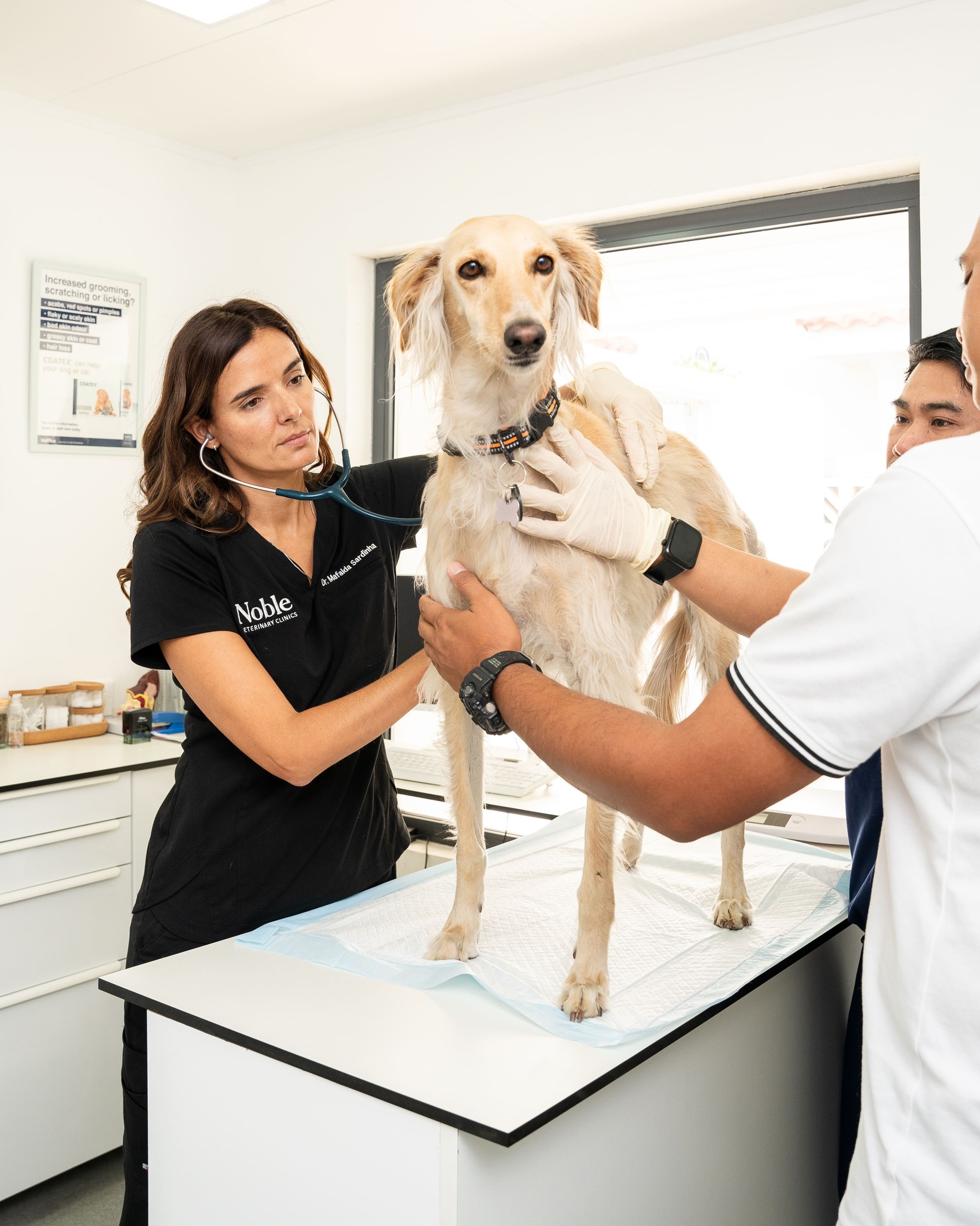 Coccidia in Dogs: Transmission, Symptoms, and Treatment