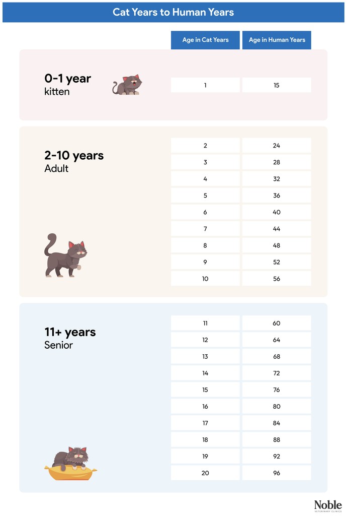 Cat Age to Human Years | Conversion Chart & Guide
