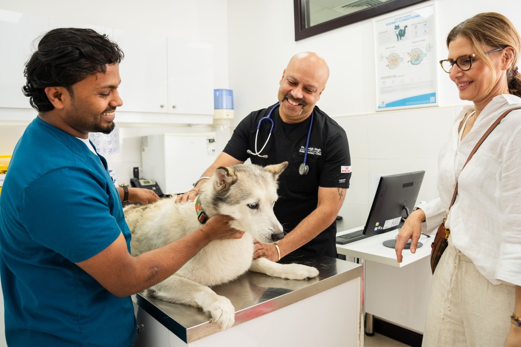 Lameness in Dogs: What It Is and How It’s Treated