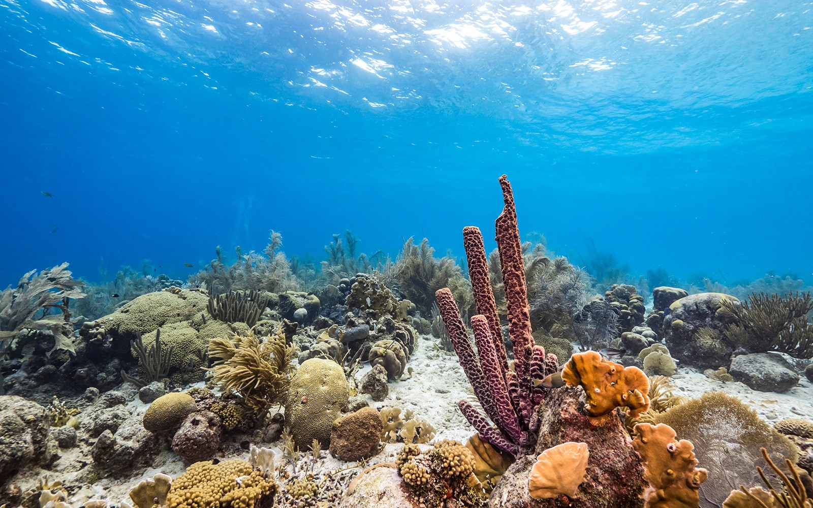 Nemo Island Day Tour with Lunch & Photos from Pattaya