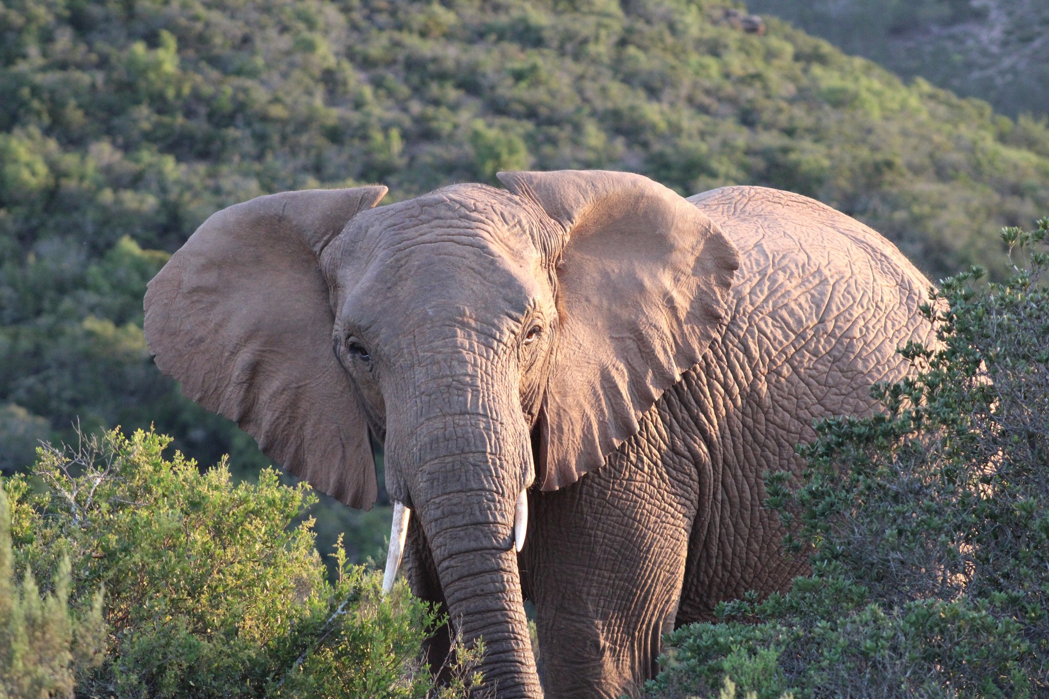 Nyosi Wildlife Reserve