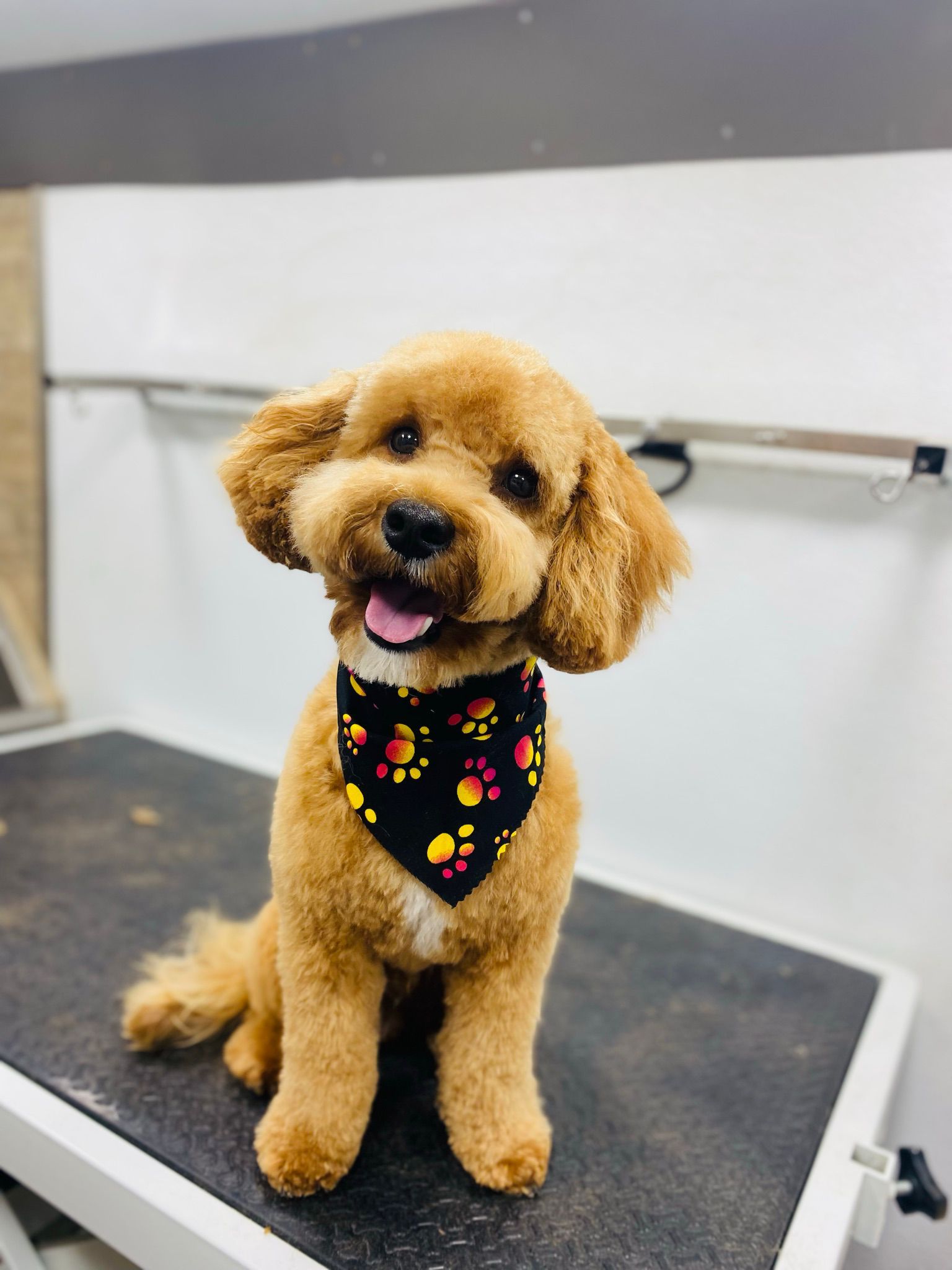 Mobile Dog Grooming in Union County, NJ | Petway Grooming
