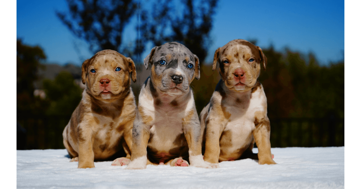 What Is the Lifespan of an American Bully XL? Diet, Health, and ...