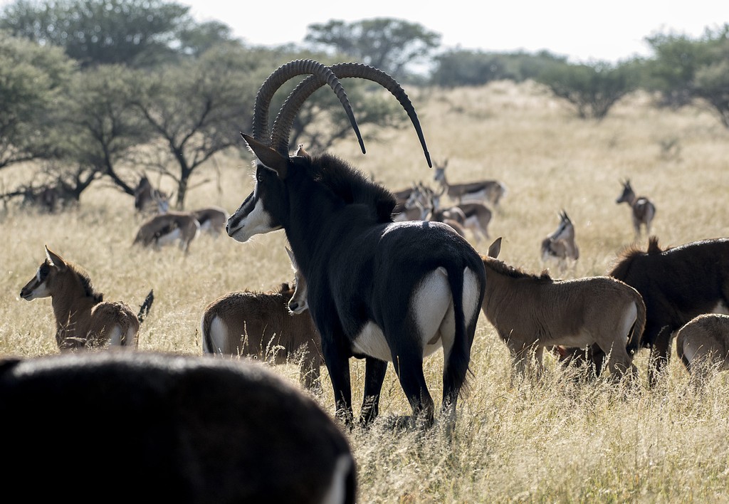 Marrick Private Game Reserve