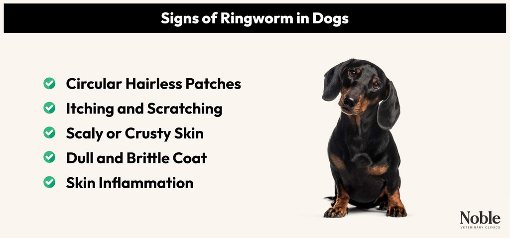Ringworm in Dogs: Transmission, Symptoms, and Treatment