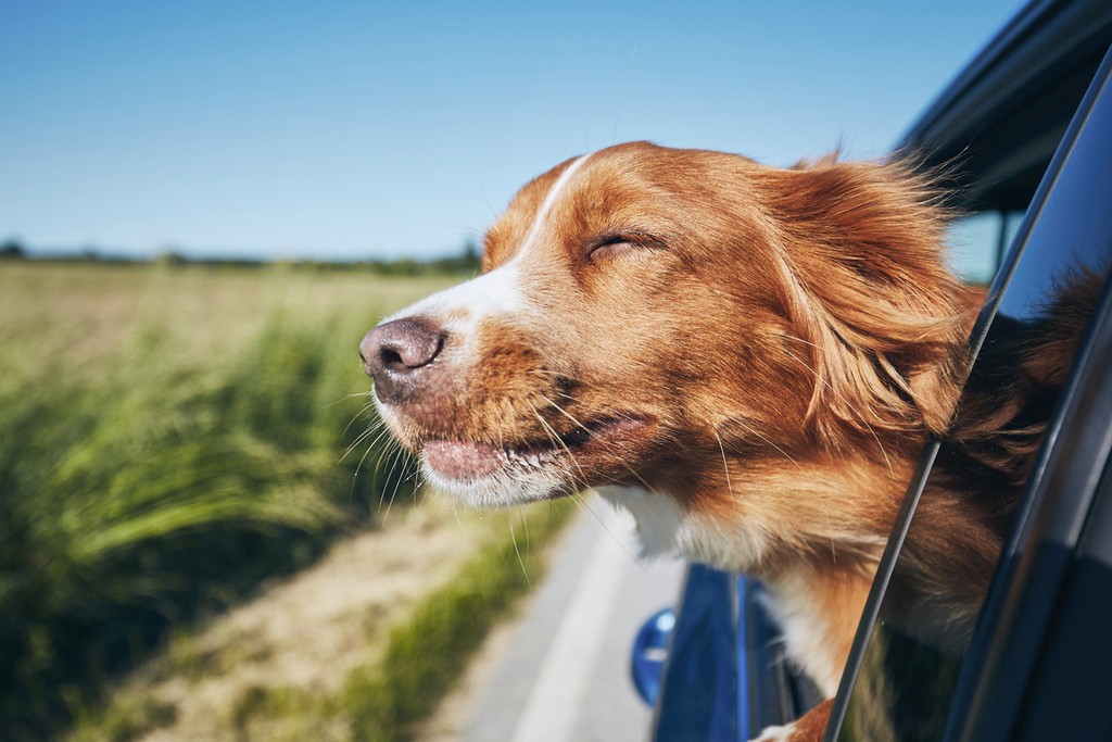 Rehome a pet: find a loving home for pets in need