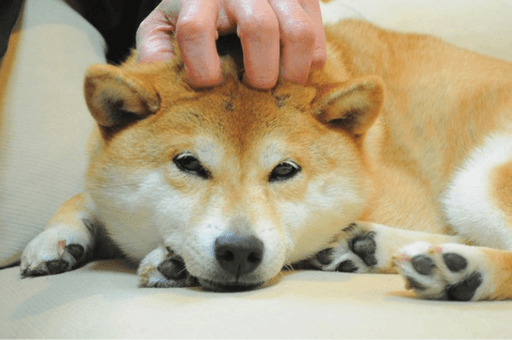 Kabosu Doge History of All Time
