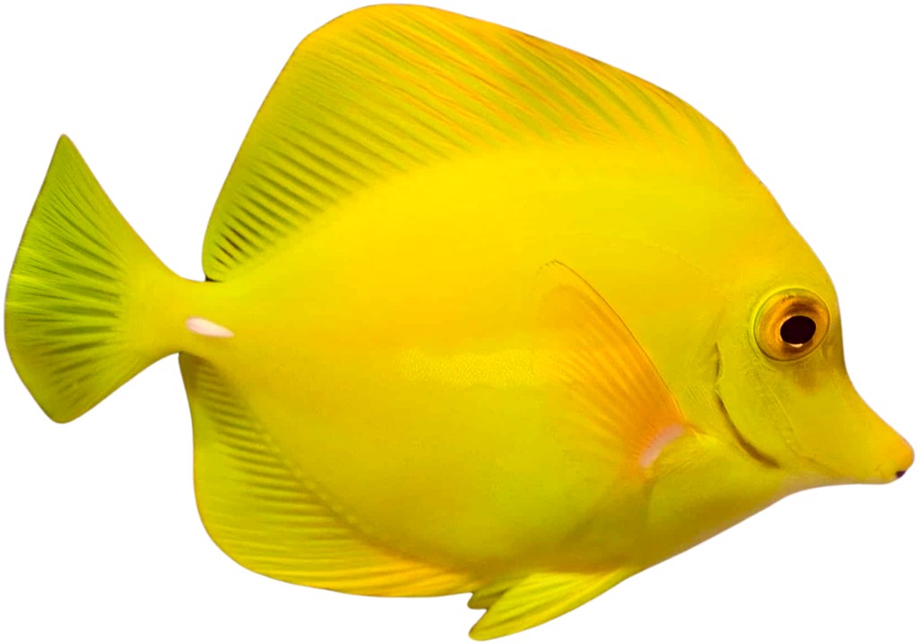 77 Yellow things, ranked