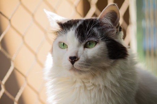 Cat Definitions: Understanding Classification Types - APWF