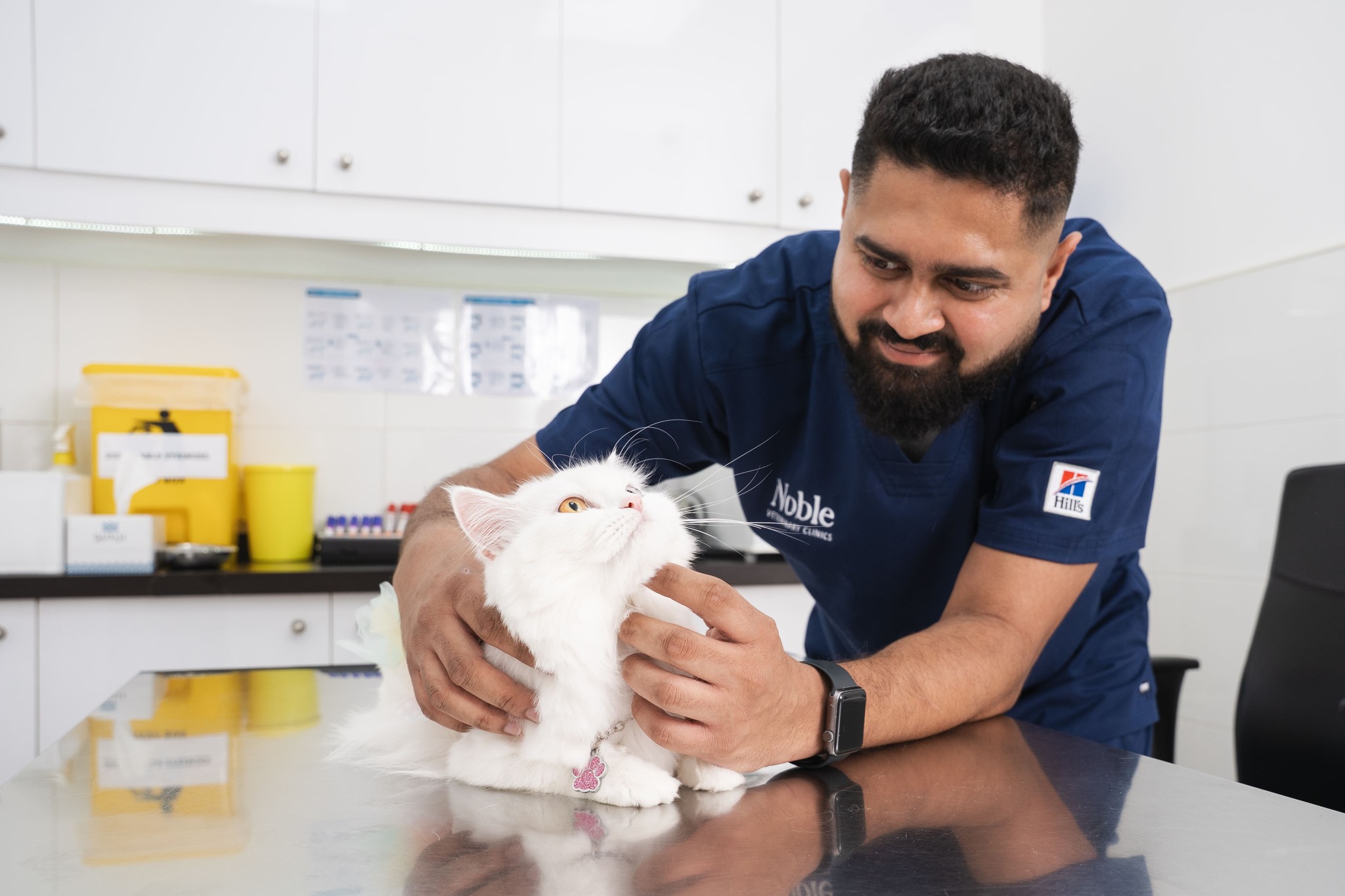 Hip Dysplasia in Cats: Causes, Symptoms, and Treatment