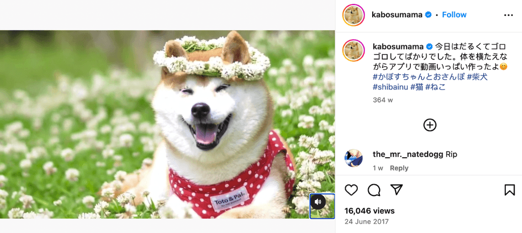 Kabosu Doge History of All Time