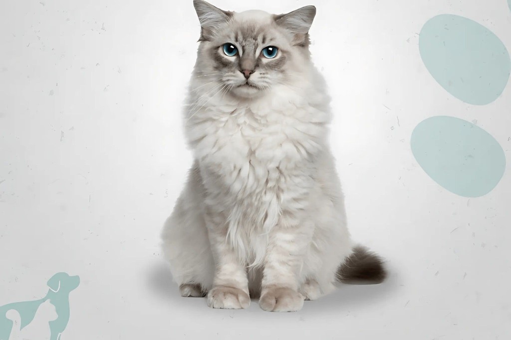 23 Rescue Groups and Animal Shelters in Dubai and the UAE