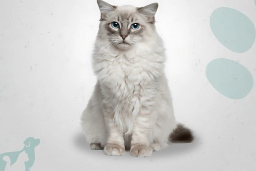 23 Rescue Groups and Animal Shelters in Dubai and the UAE