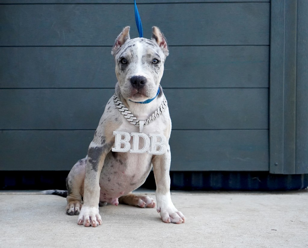 American Bully XL Colors & Patterns - My Framer Site