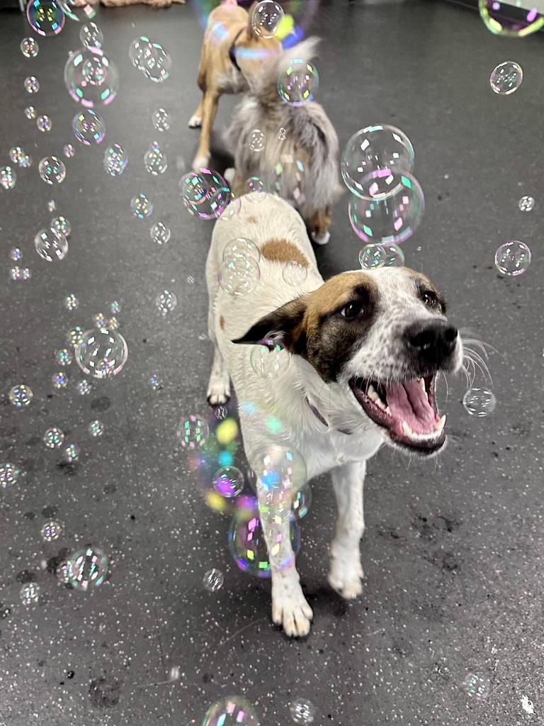 Dog Daycare - Cuddle Up Pup