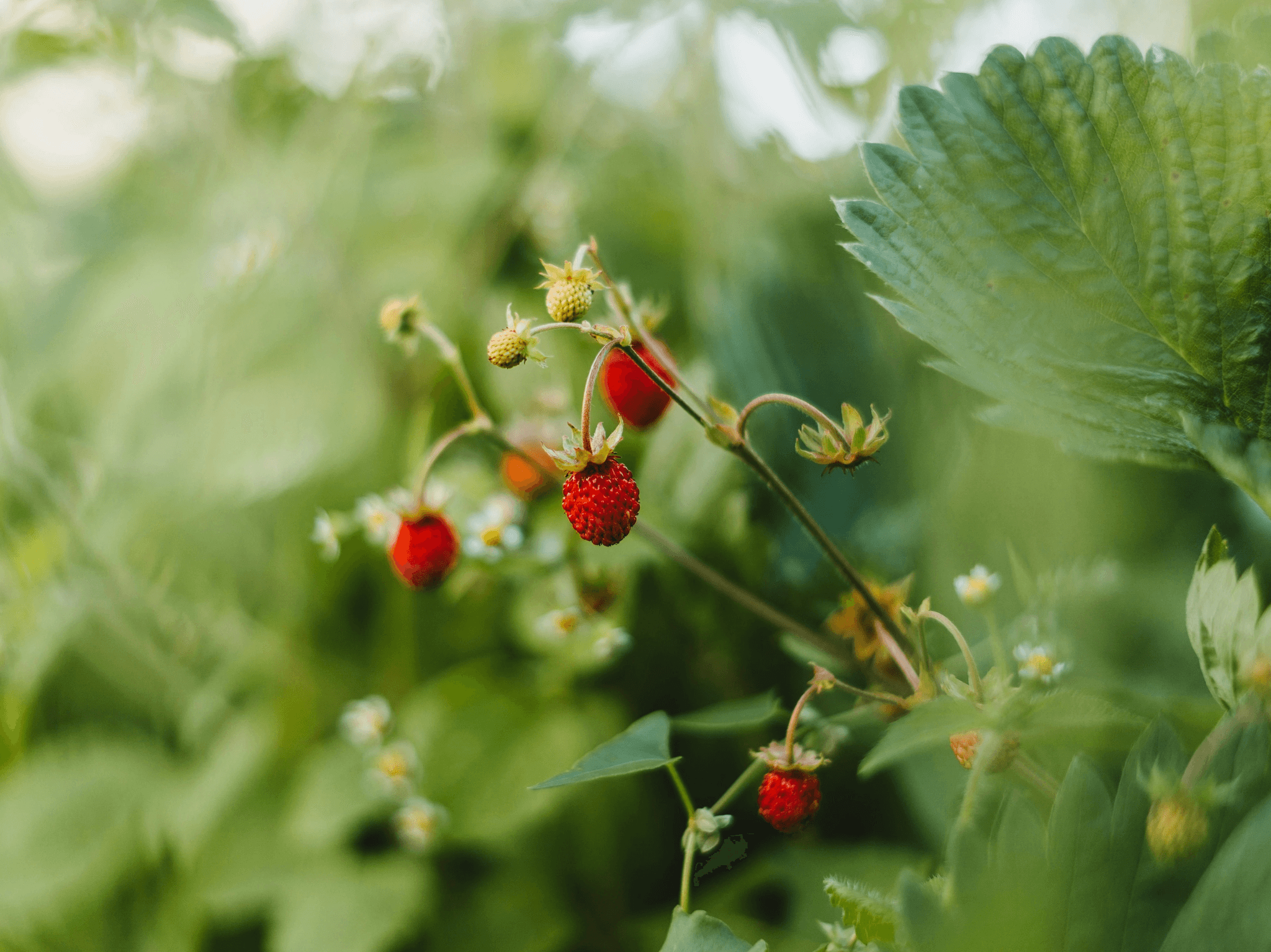 Shadowmap | Plan Your Garden With The Sun