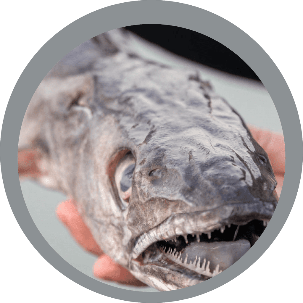 Glenmar Shellfish Ltd.