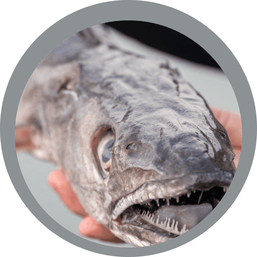 Glenmar Shellfish Ltd.