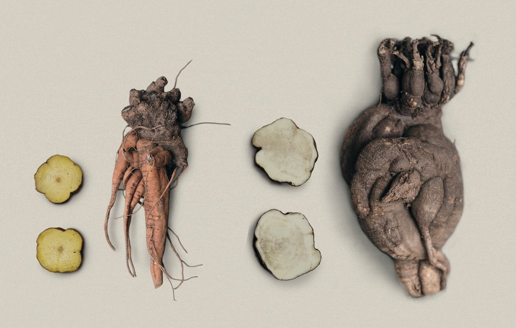 Mauka - The root that refuses to be forgotten