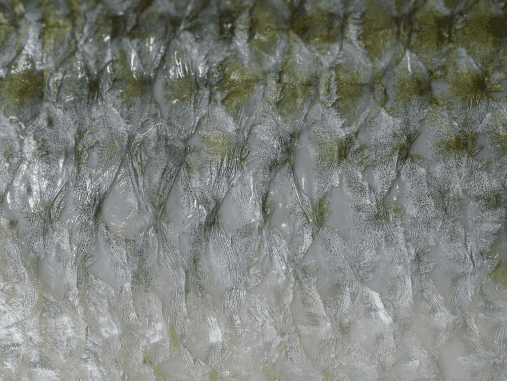 Dry Fish Scales – Nizona Marine Products