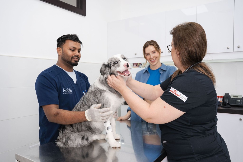 Lameness in Dogs: What It Is and How It’s Treated