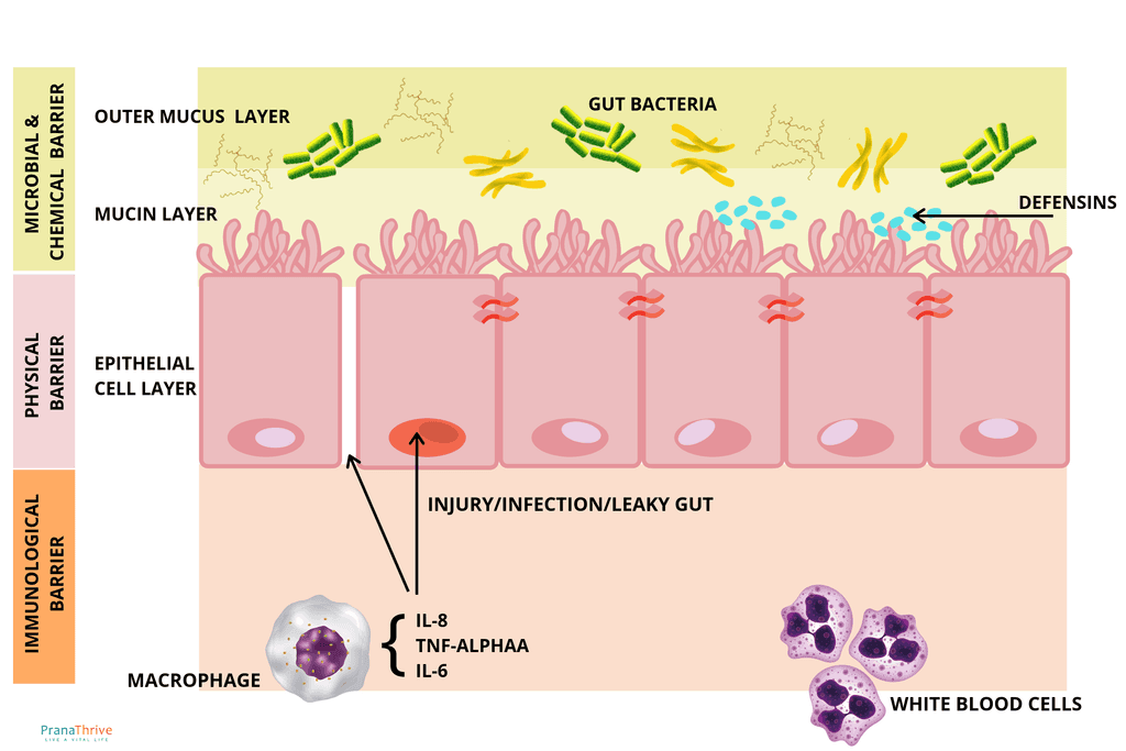 The Gut-Immune System Connection | Prana Thrive - Prana Thrive ...