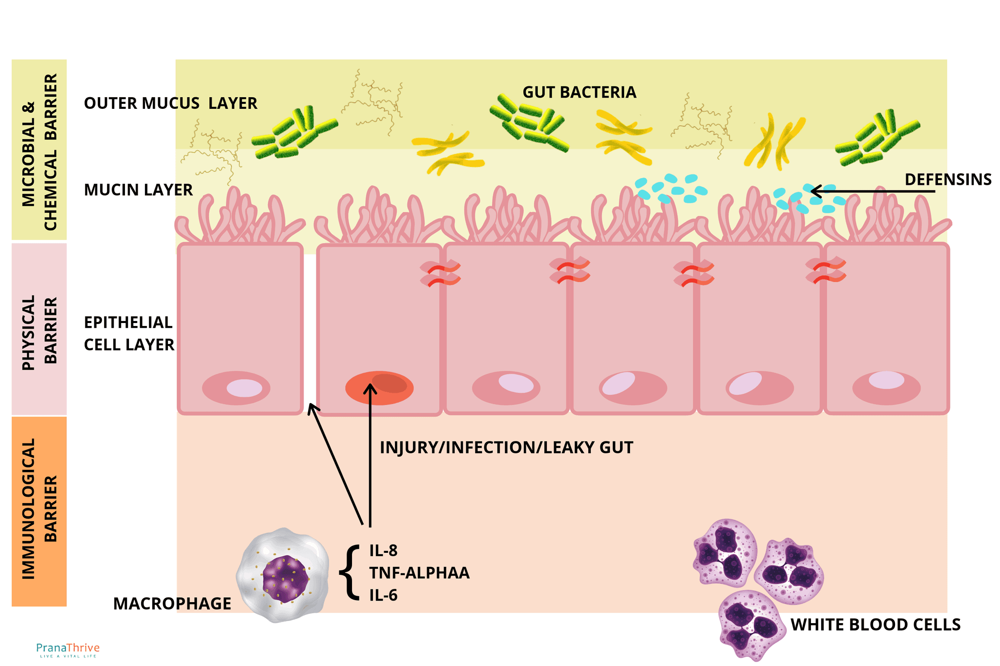 The Gut-Immune System Connection | Prana Thrive - Prana Thrive ...