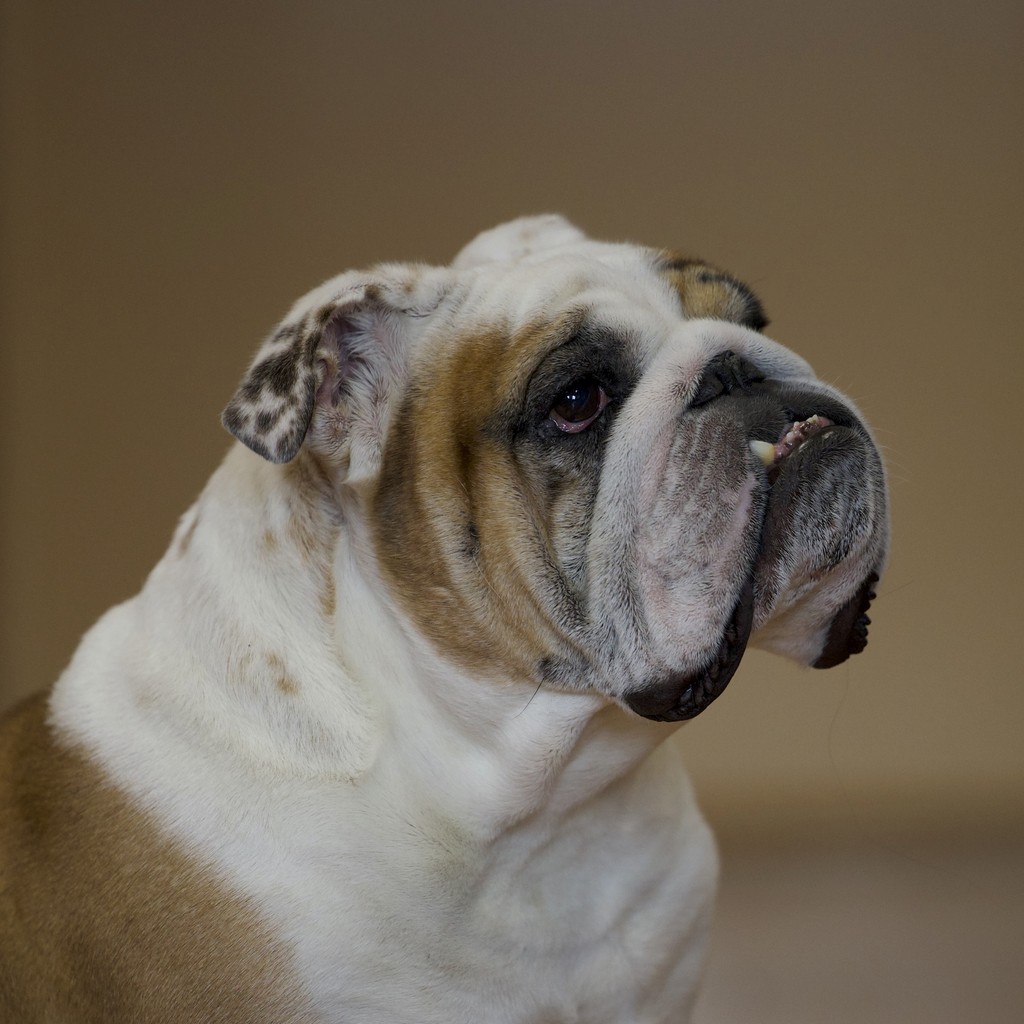 Integrate - Multiplayer project management