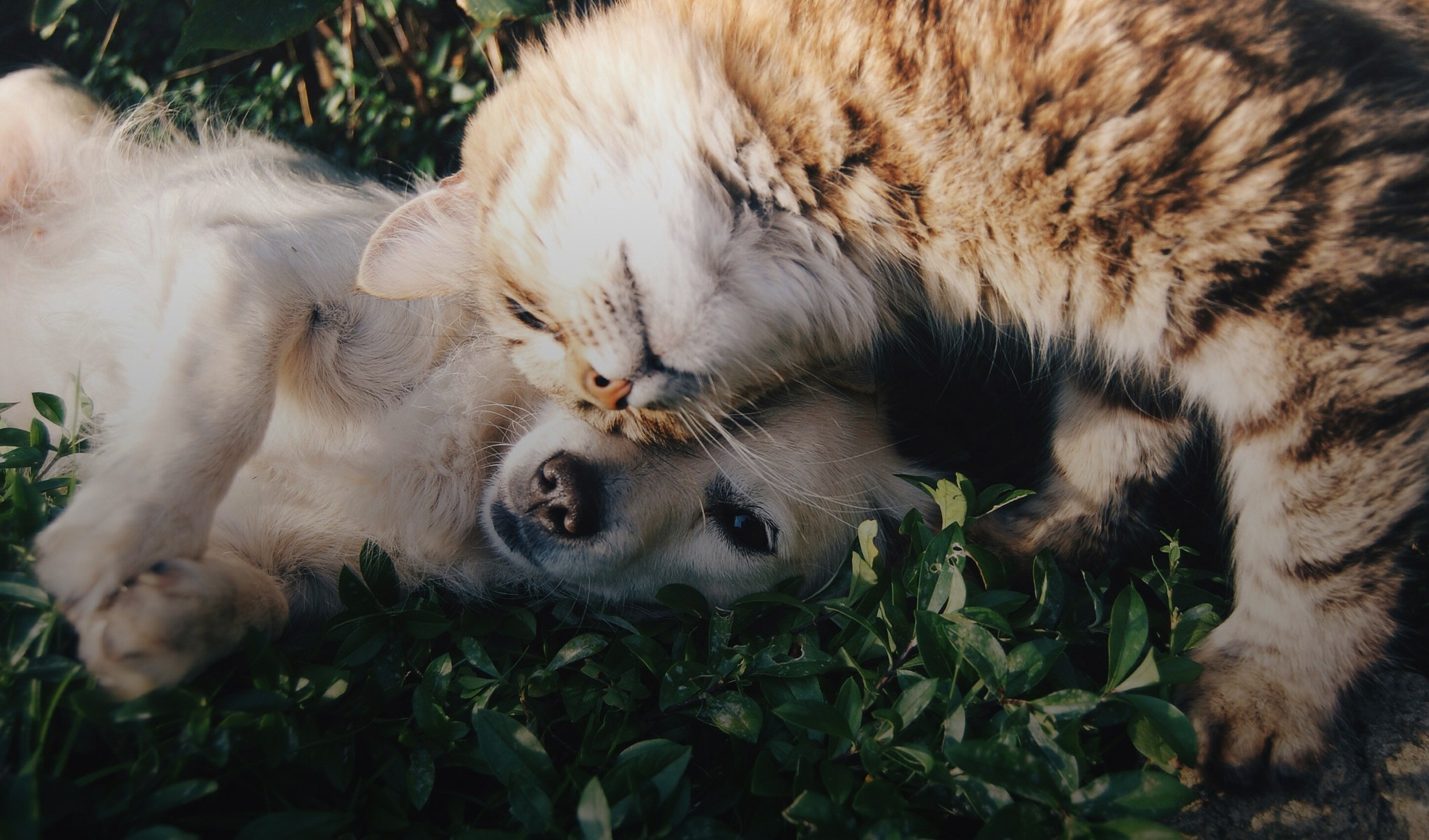 City Park Veterinary Services | Saskatoon Animal Clinic