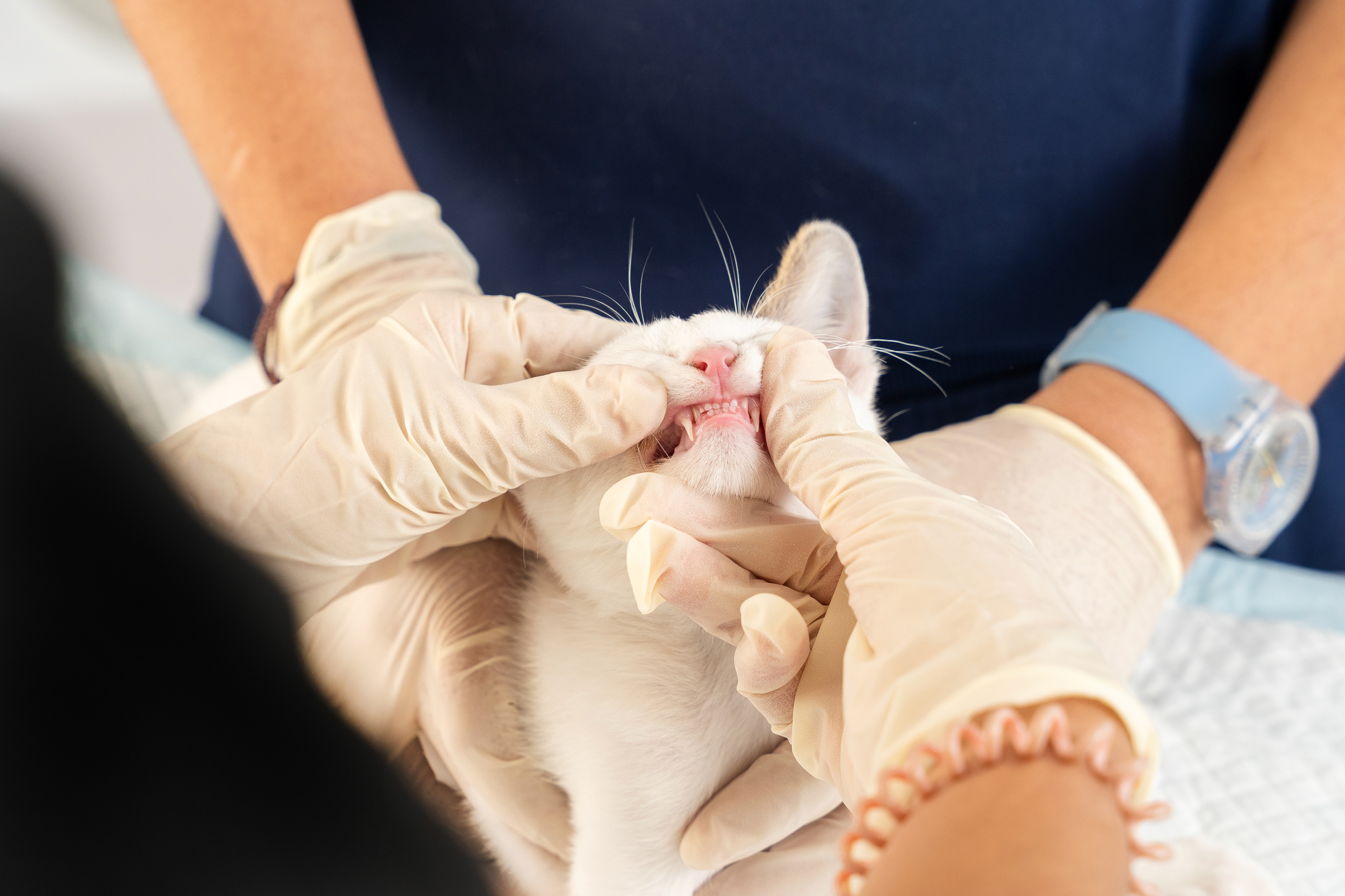 Cat Tongues: Everything You Need to Know