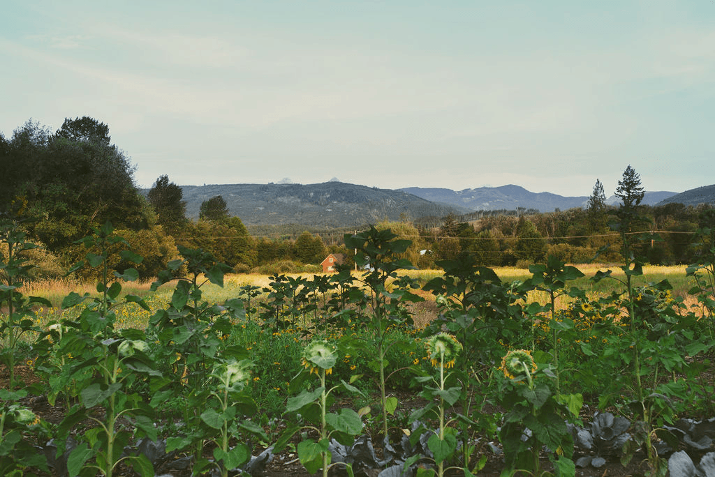 Samara Farm