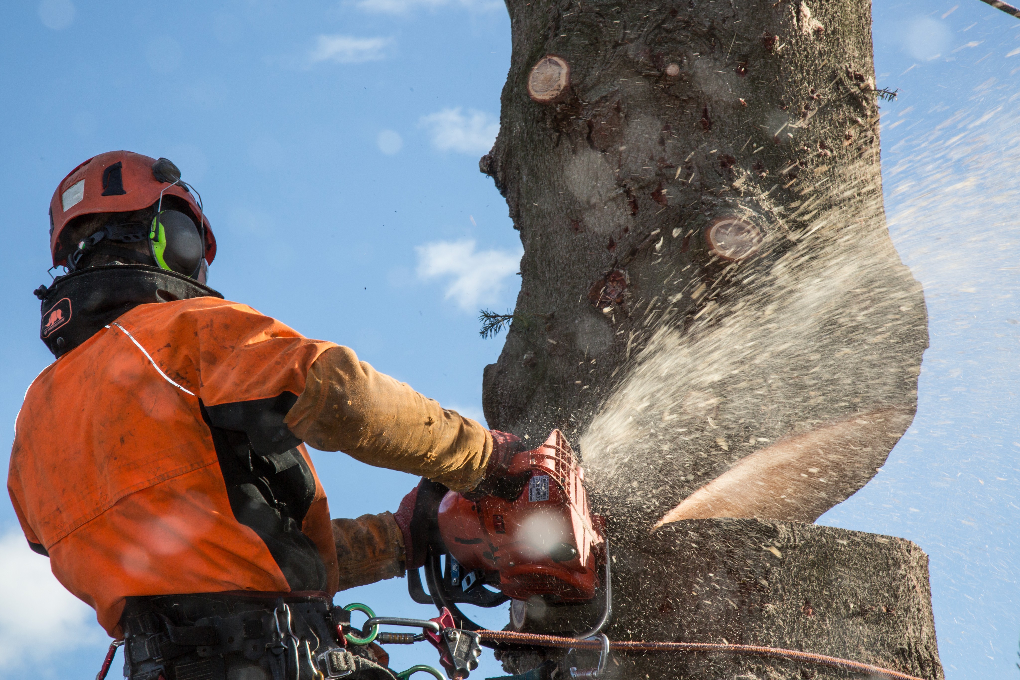 Tout savoir sur le gui : rôle, utilité et dangers