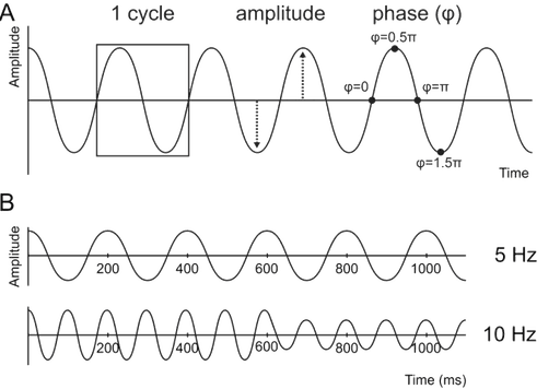 Basics of Neural Oscillations - EMOTIV